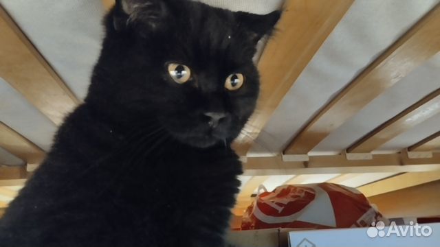 Шотландский вислоухий кот