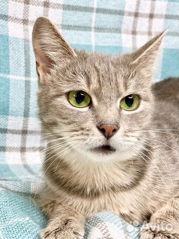 Клепа- кошечка мечта в добрые руки