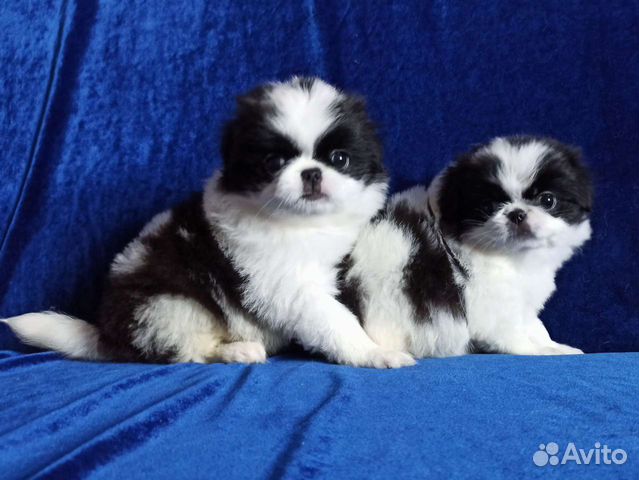 Щенки японский хин девочки