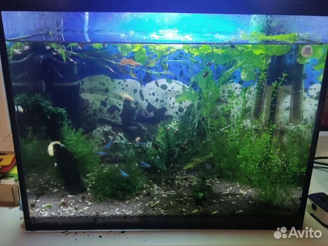 Аквариум готовый