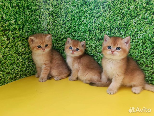 Золото ny12,ny11 и ny1233