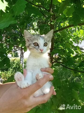 Котенок в добрые руки