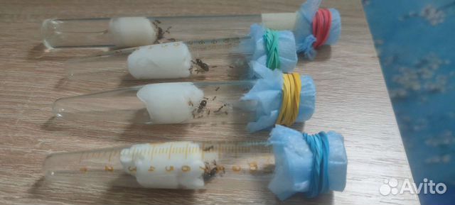 Lasius niger муравьи