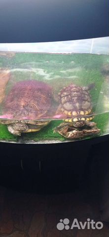 Продам черепах