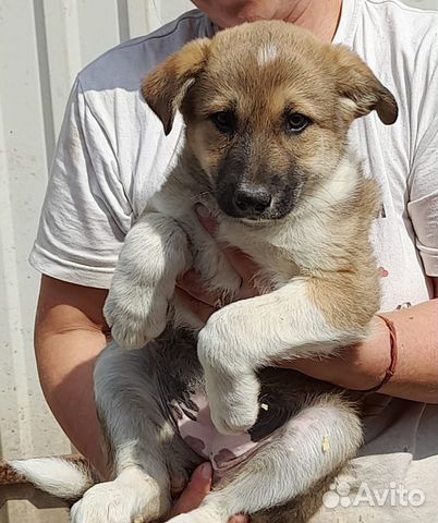 Отдам щенка Пальму в добрые руки