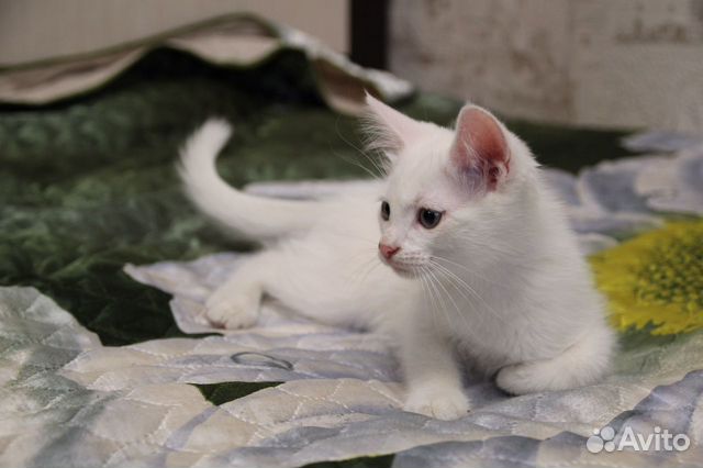 Чисто белый котенок