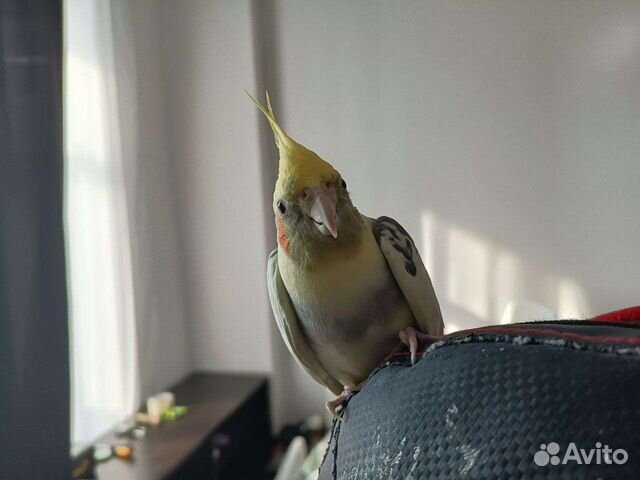 Попугай корелла с клеткой