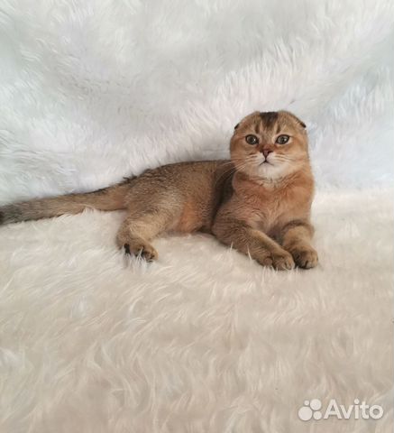 Золотая кошечка