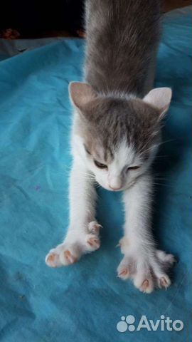 Красивые котята в добрые руки