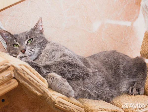 О чем думы твои, Мишель