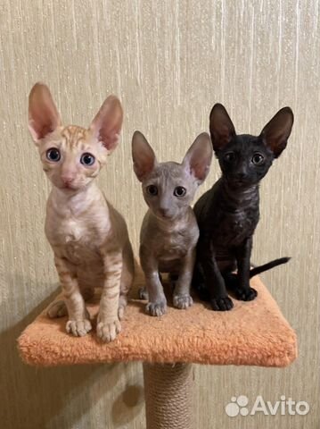 Корниш-рекс