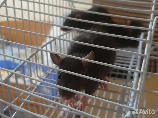 Крыса дамбо бесплатно