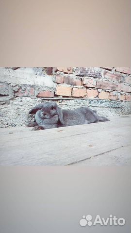 Кролик