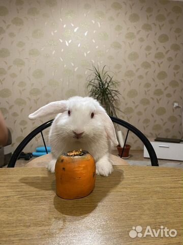 Отдам бесплатно для размножения