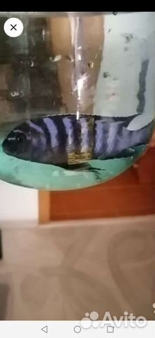 Отдам рыбку