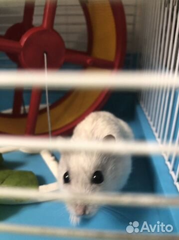 Джунгарский хомяк с клеткой