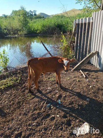 Телята бычки