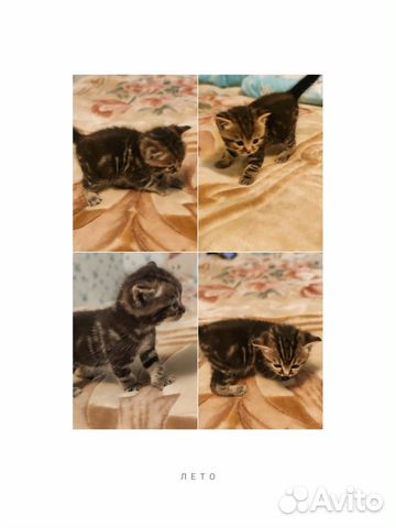 Британские котята