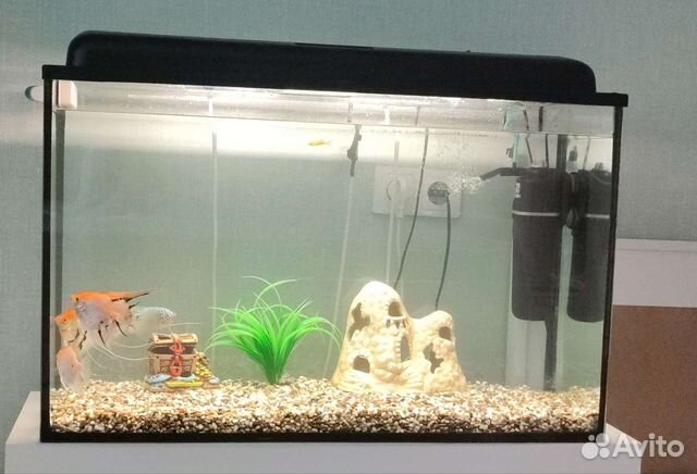 Аквариумные рыбки