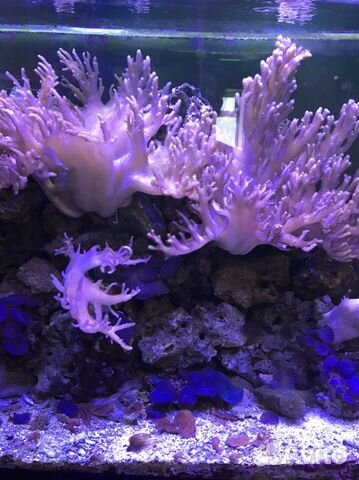 Кораллы в морской аквариум