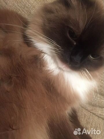 Продаю кошку