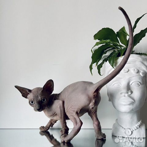 Канадский сфинкс котенок