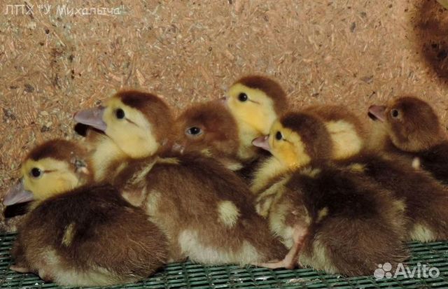 Коричневые индоутята