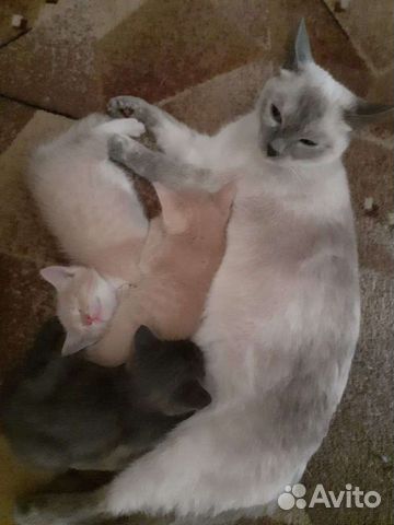 Кошки