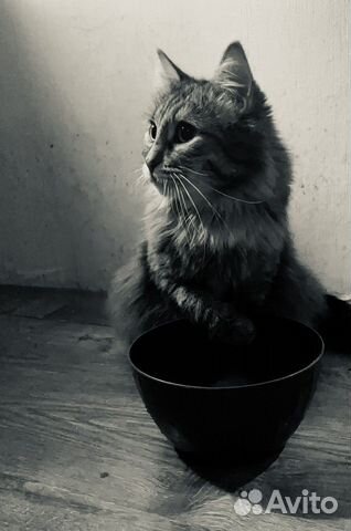 Кошки в добрые руки