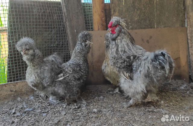 Китайские шелковые. Петух + 3 курицы