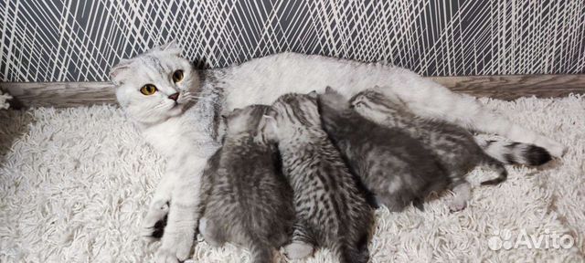 Британские вислоухие котята