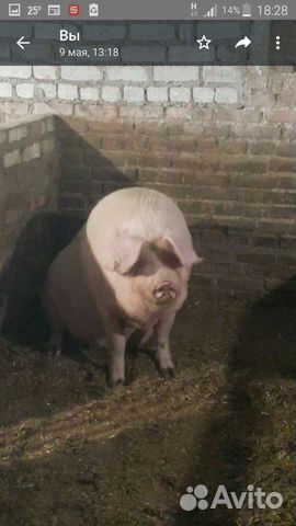 Вьетнамский вислобрюхий хряк