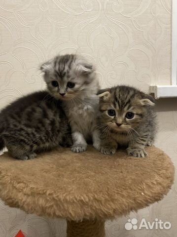 Шотландская