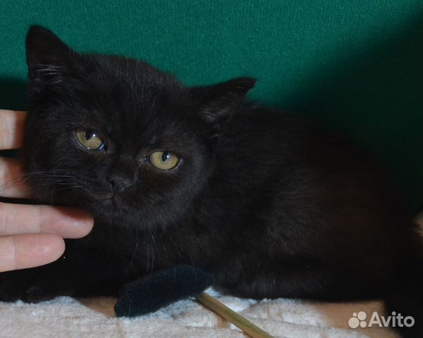 Черный британский кот