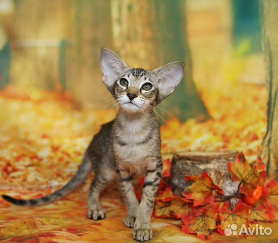 Ориентальная красота