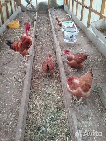 Куры несушки продам
