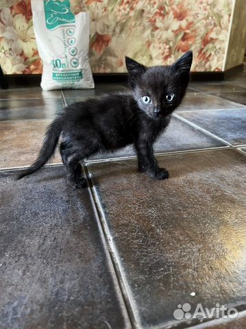Котенок черный
