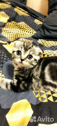 Шотландская кошечка
