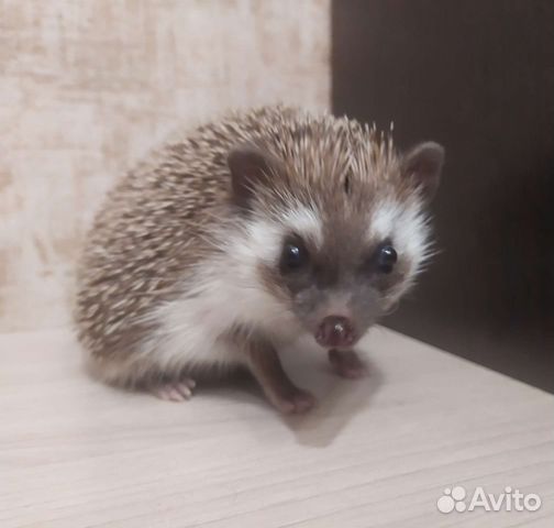 Африканский карликовый еж