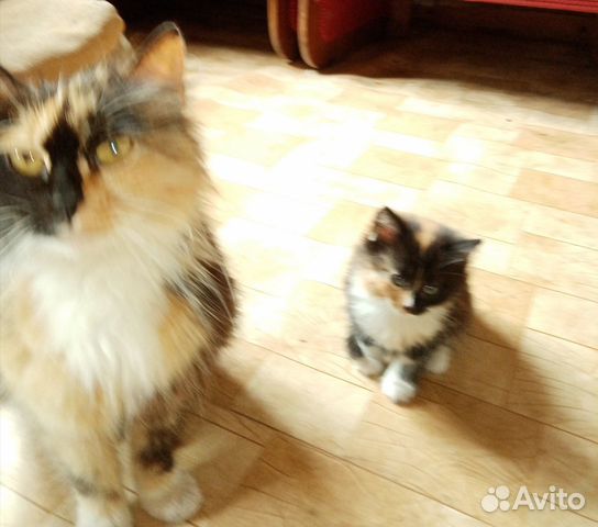 Продается трехцветный котенок