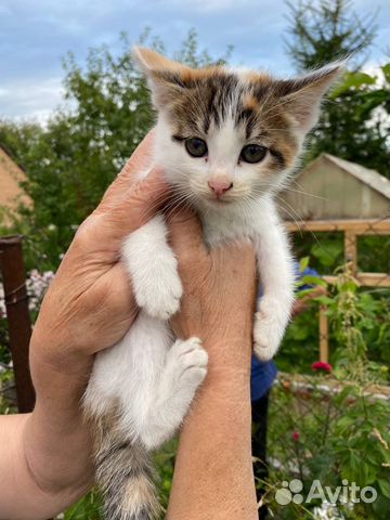 Котята в добрые руки бесплатно