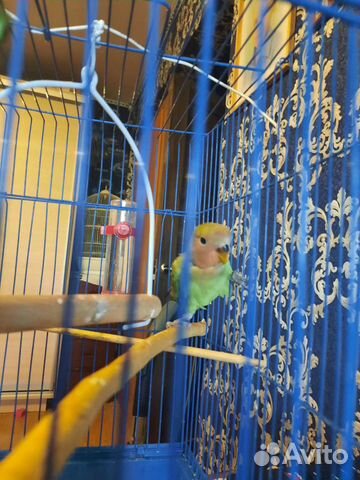 Попугай неразлучники