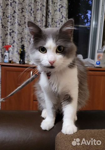 Одуванчик ищет семью