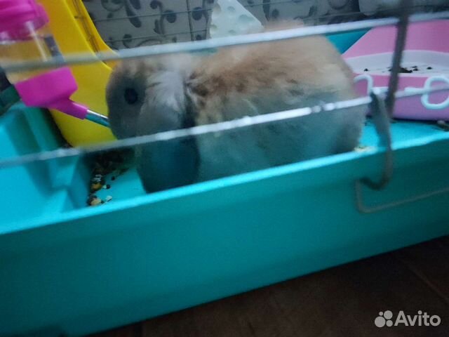 Кролик мини-дорама карликовый