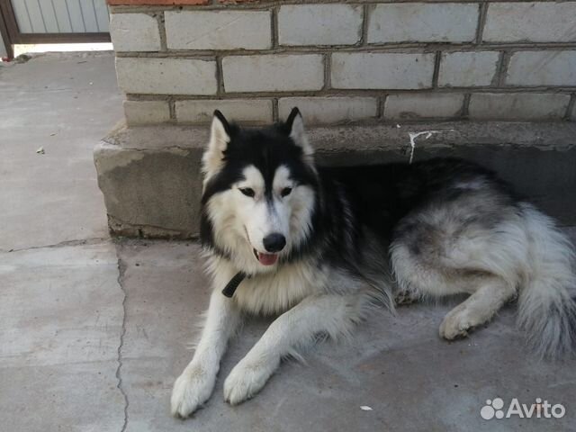 Хаски мальчик ищет дом