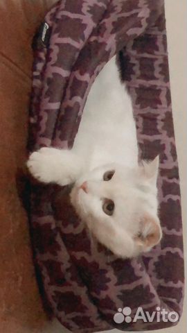 Шотландская вислоухая кошка