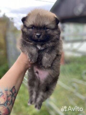 Немецкий шпиц