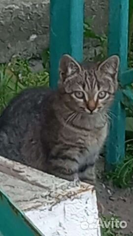 Котята-подростки