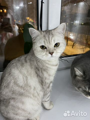 Британская короткошерстная кошка