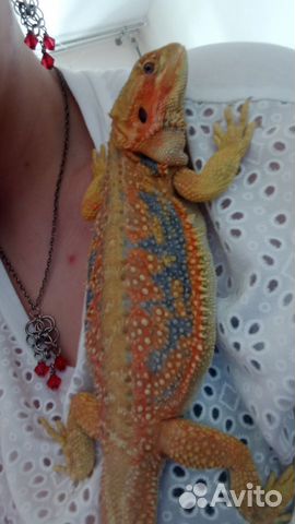 Бородатая агама девочка